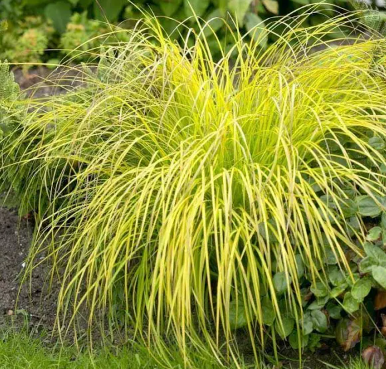 Carex elata 'Aurea' (Bowles' Golden Sedge)