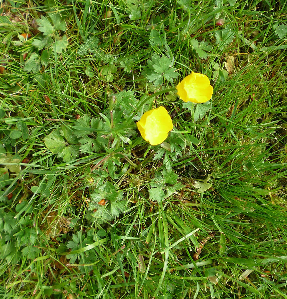 Weed Warfare: Effective Strategies to Combat Common Lawn Weeds in ...