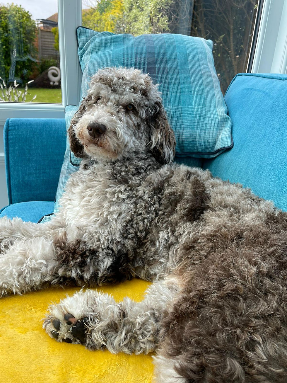 Bernedoodles | Curtabemdoodles