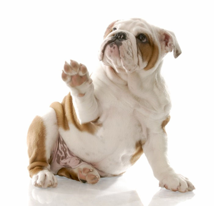 5 TIPS PARA CUIDAR LAS PATICAS DE TU PERRO