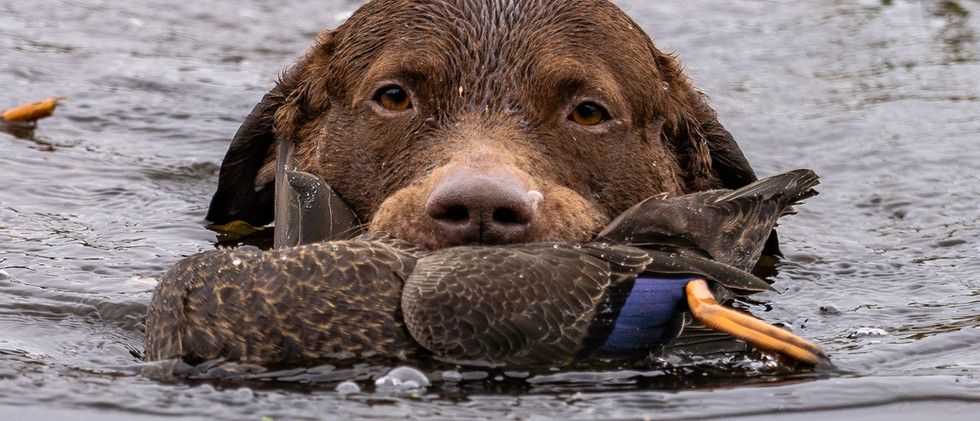 Fall Duck (Oct - Nov) | Basswood Lodge | Rensselaer Falls