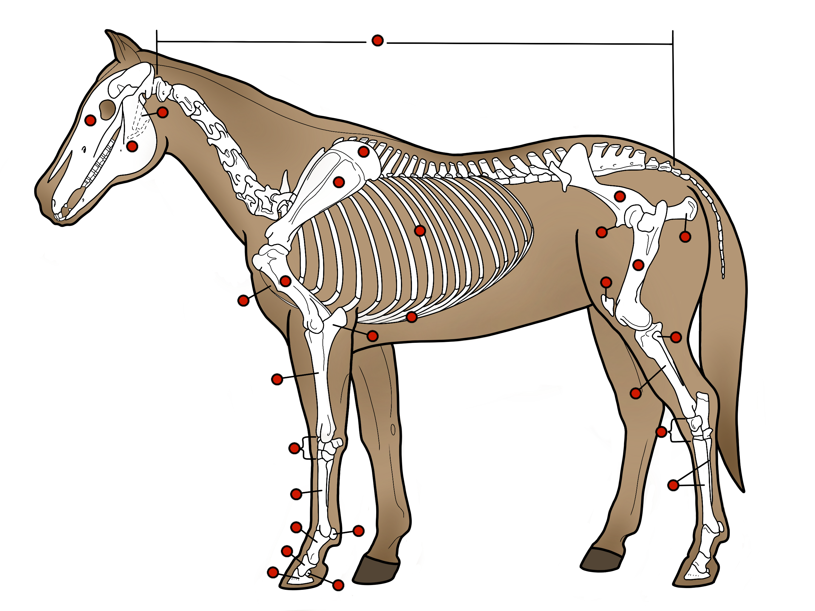 Horse Skeletal System Quiz