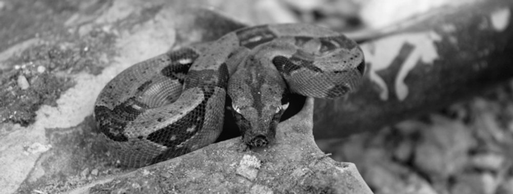 Conservation and Aesthetics