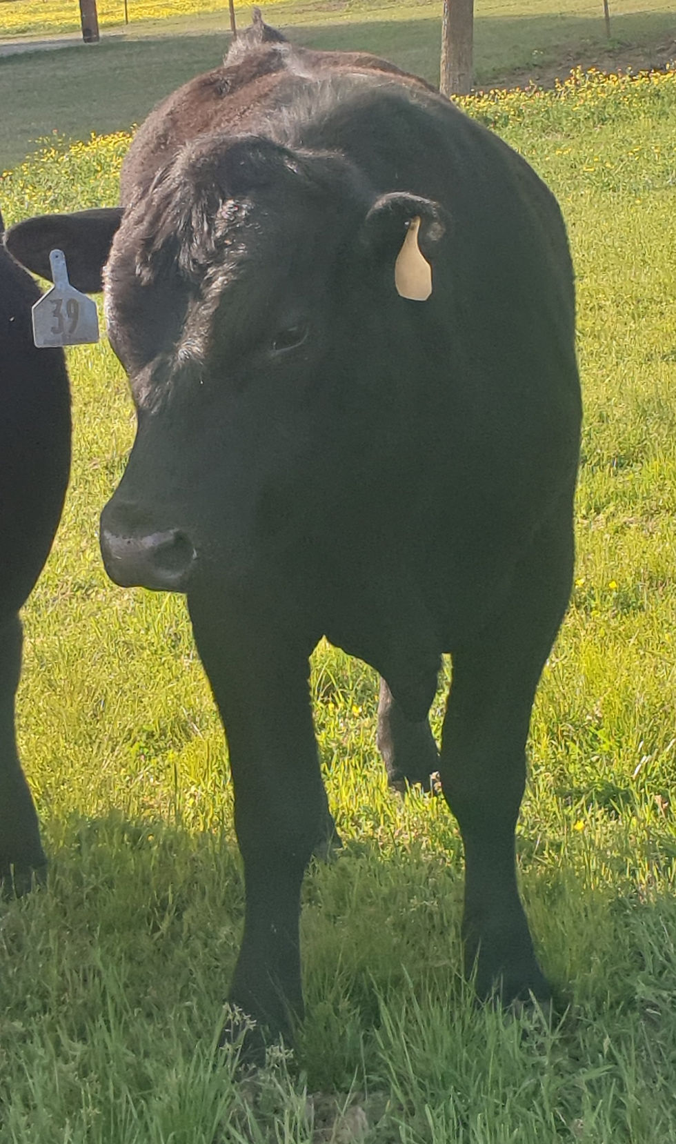 Beef Sales & Bull Rental | E2c Cattle Co