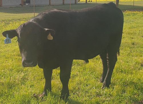 ANGUS BULLS for LEASE | E2C Cattle Co