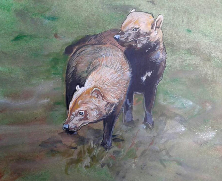 El Perro De Monte: Una especie registrada en Gualaquiza