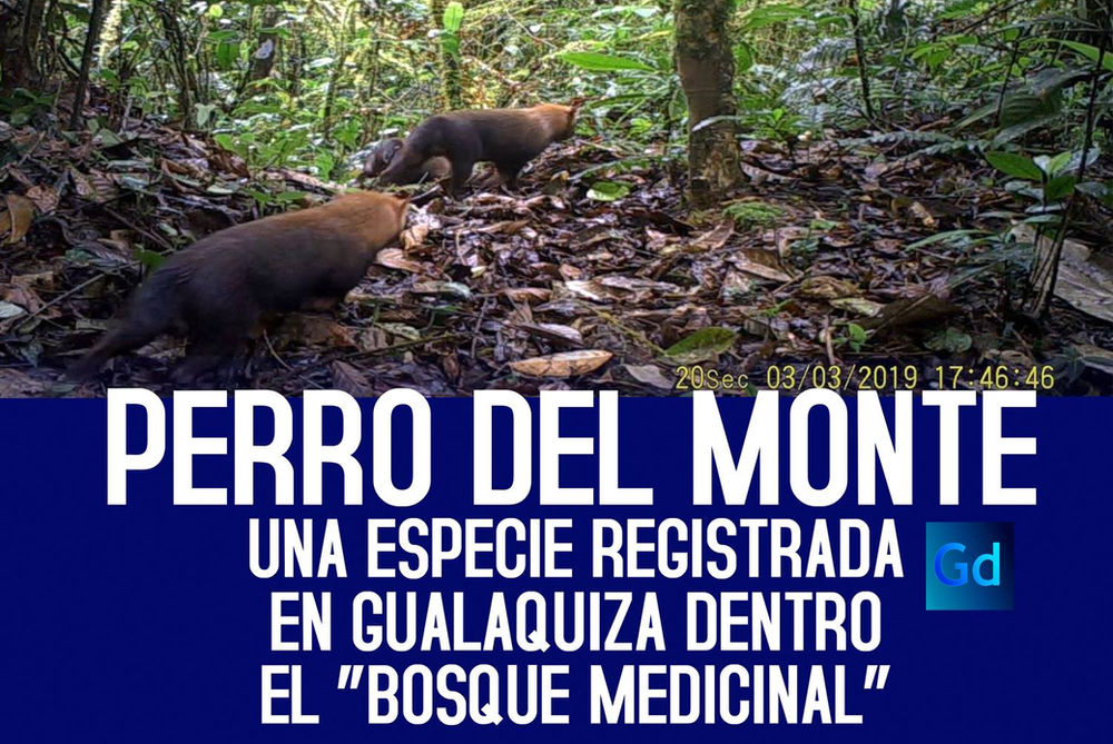 El Perro De Monte: Una especie registrada en Gualaquiza
