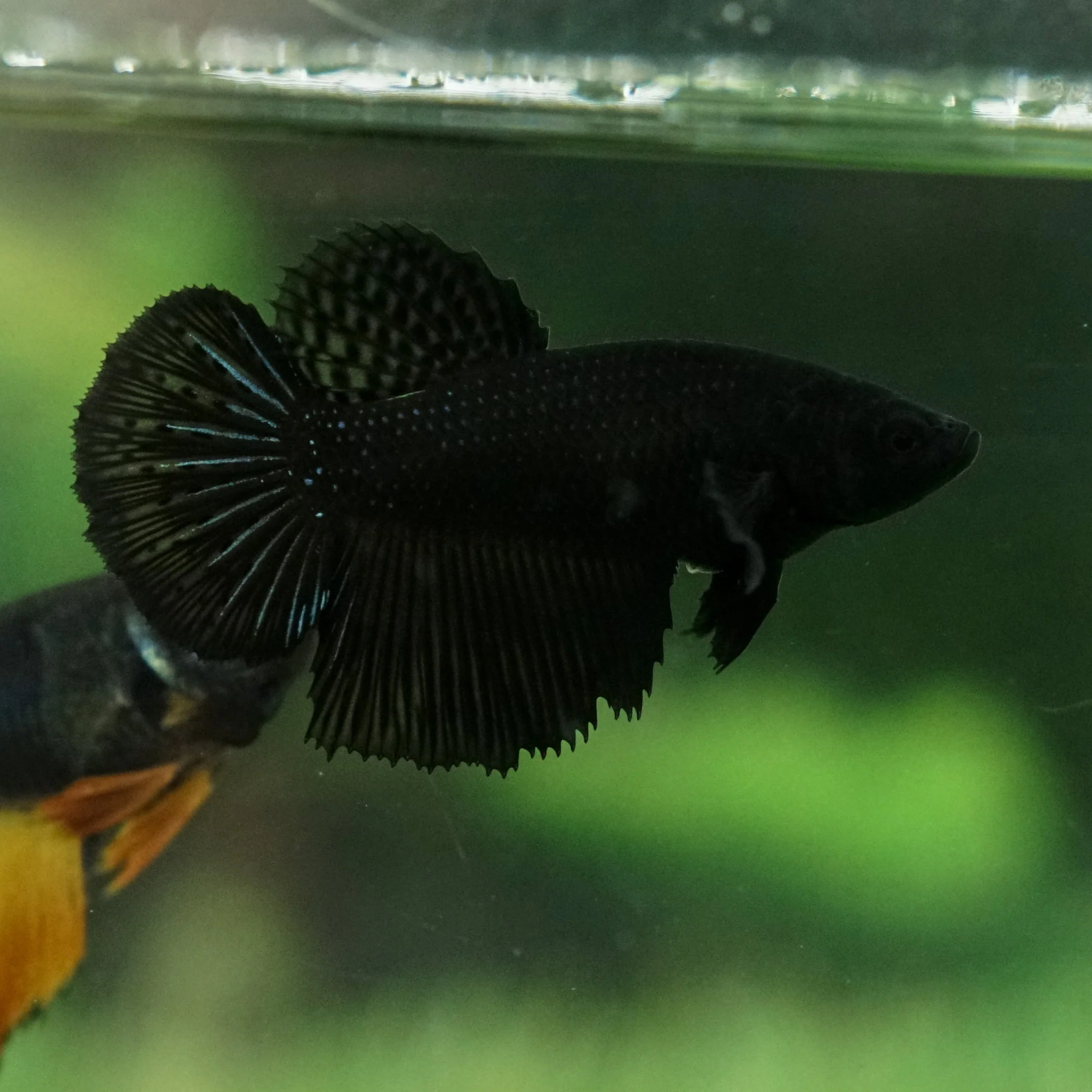 Betta Splendens Halfmoon Black Melano Par | ciclideos do sergio