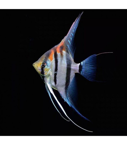 Pterophyllum Manacapuru Red Back 4-6cm | Aquarte