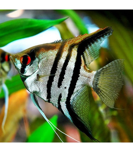 Pterophyllum Scalare Zebra 3-5cm | Aquarte