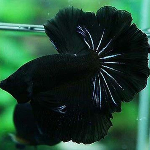 Betta Splendens Halfmoon Black Melano Par | Aquarte