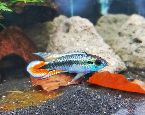 apistogramma Agassizi Alenquer Blue Neon 2-3cm | Aquarte