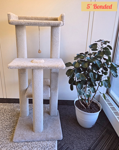 In Stock - Come get it now! | Lucky Kitten Place