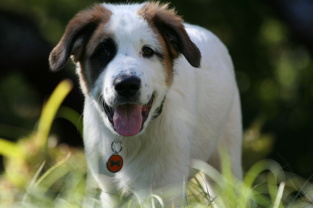 Happy Birthday, Raddie!