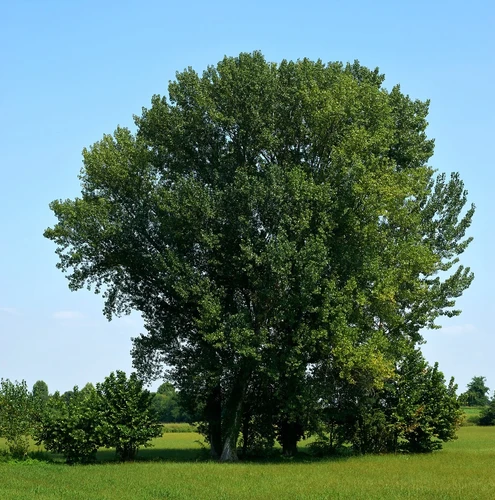 Assiniboine Poplar (25 Gallon Box) | Alternative Choice Garden Centre ...