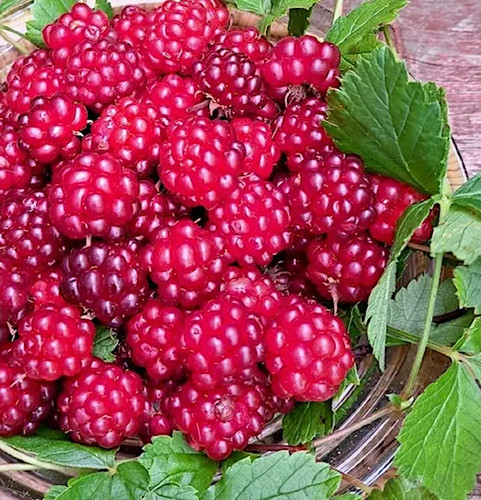 Valentina Creeping Raspberry (1 Gallon Pot) | Alternative Choice Garden ...