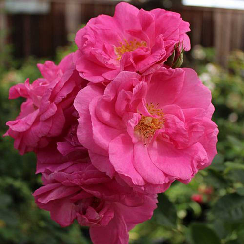 Morden Centennial Rose (2 Gallon Pot) | Alternative Choice Garden ...