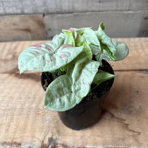 Confetti Nephthytis, 4" Pot | Alternative Choice Garden Centre, Brandon, MB