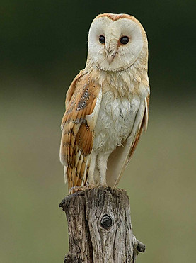Barn Owl Reference & Line Drawing | Shannonmullin
