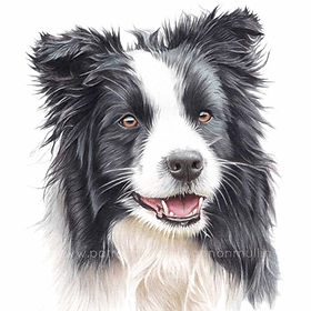 drawing border collie