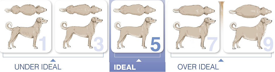 The Dogs | Light of Life Veterinary Clinic | Bedok Reservoir