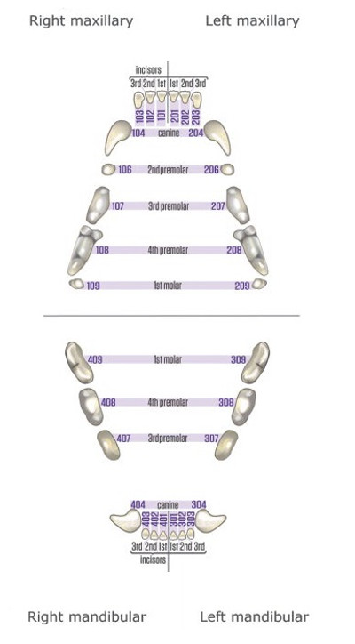 Dental Health | Light of Life Veterinary Clinic | Bedok Reservoir