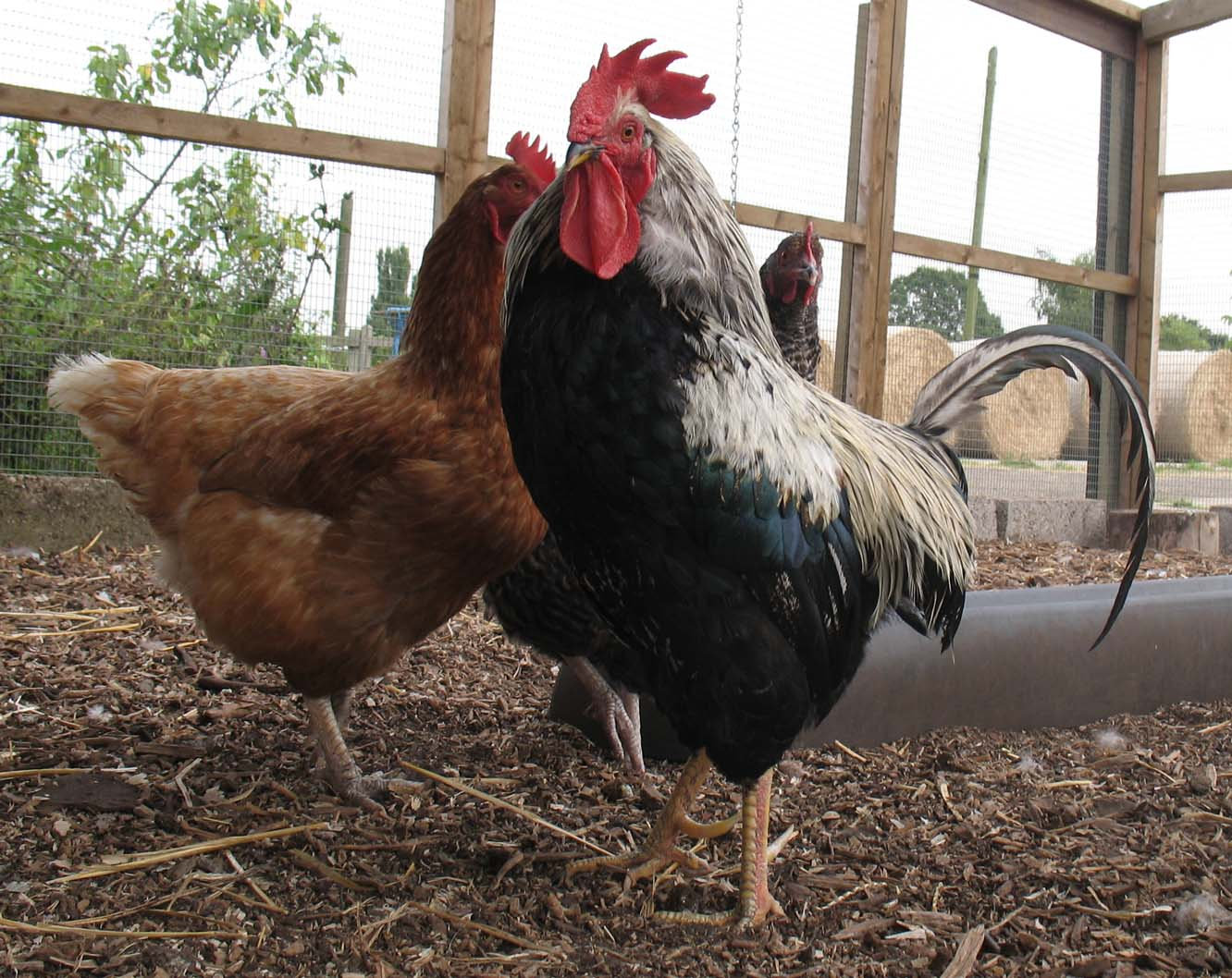 Chickens | Woodlands Farm Trust