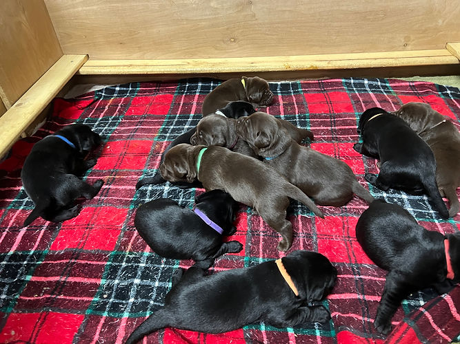 Sadie’s 12/22/22 Litter | ALLEN SUNNYSIDE AKC LABS