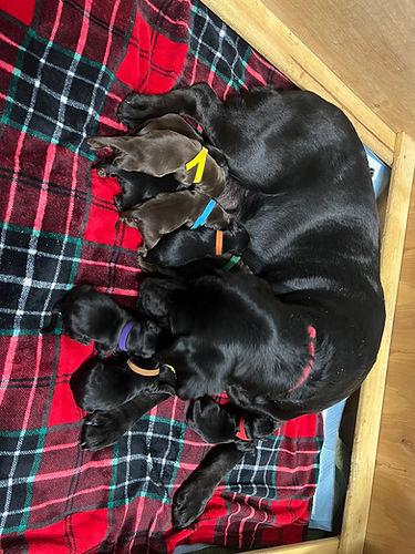 Sadie’s 12/22/22 Litter | ALLEN SUNNYSIDE AKC LABS
