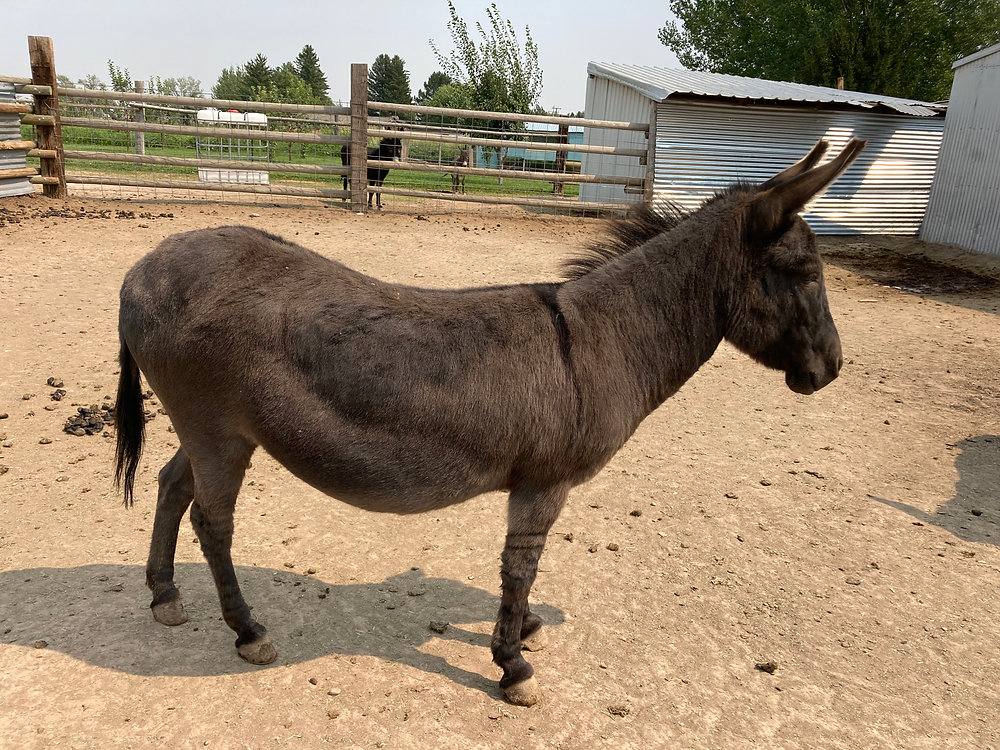 obese mini donkey