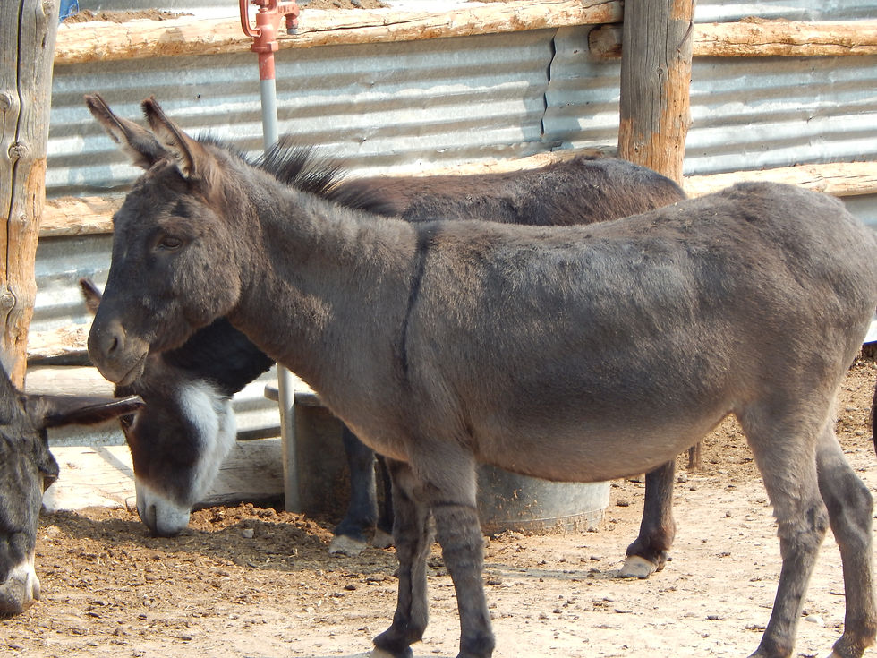 Is My Donkey Fat?