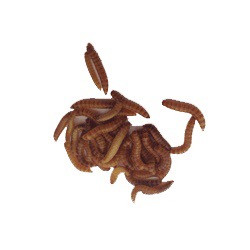 Live Buffalo Worms 50 count | Zion's Betta World