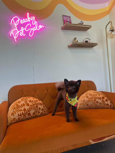 Peachy Pet Salon | pet grooming | 2639 Hickory Grove Rd NW suite 190 ...