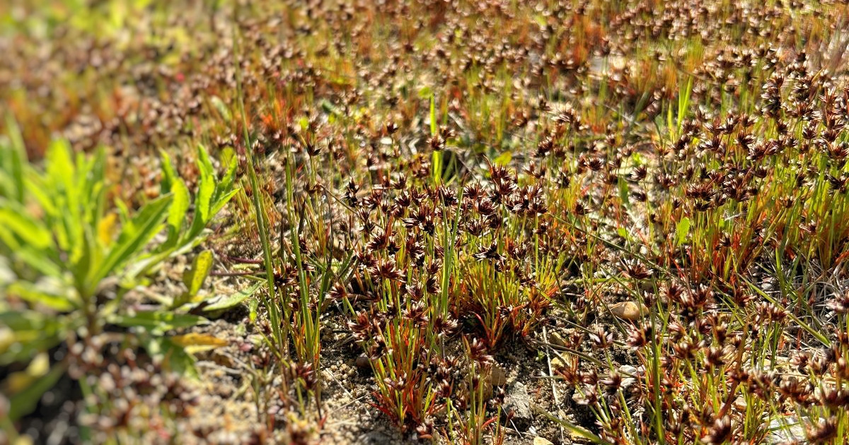 Botanical Manoeuvres at the MOD Fuel Depot, West Moors