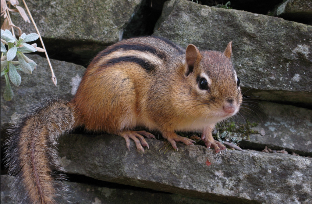 Home | Schaghticoke First Nations