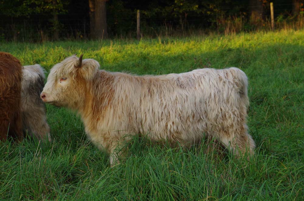 2015 Yearling Heifers | leawhitefarms