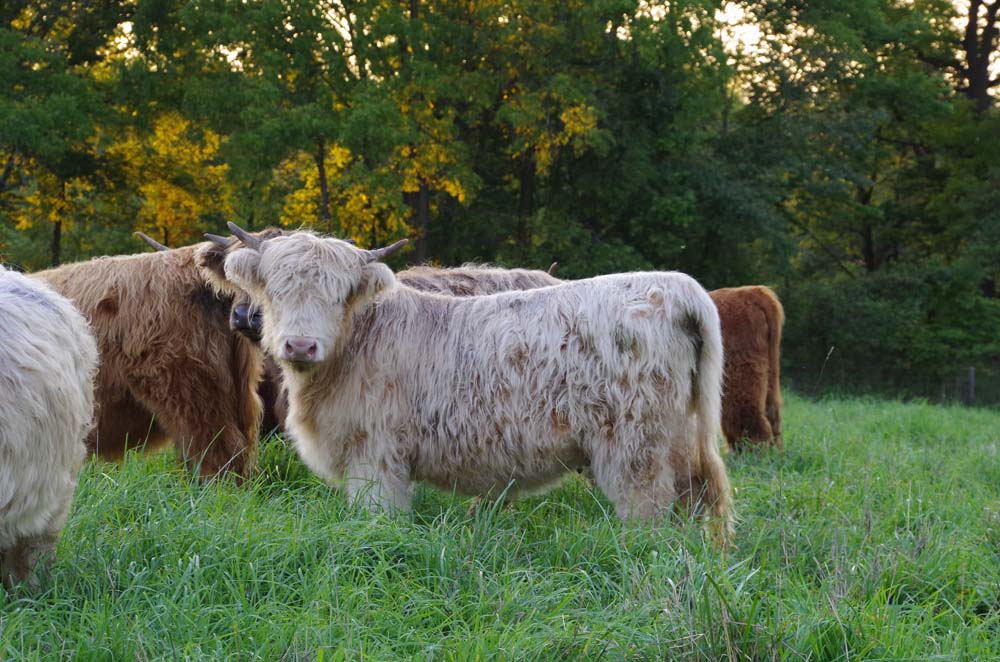 2015 Yearling Heifers | leawhitefarms
