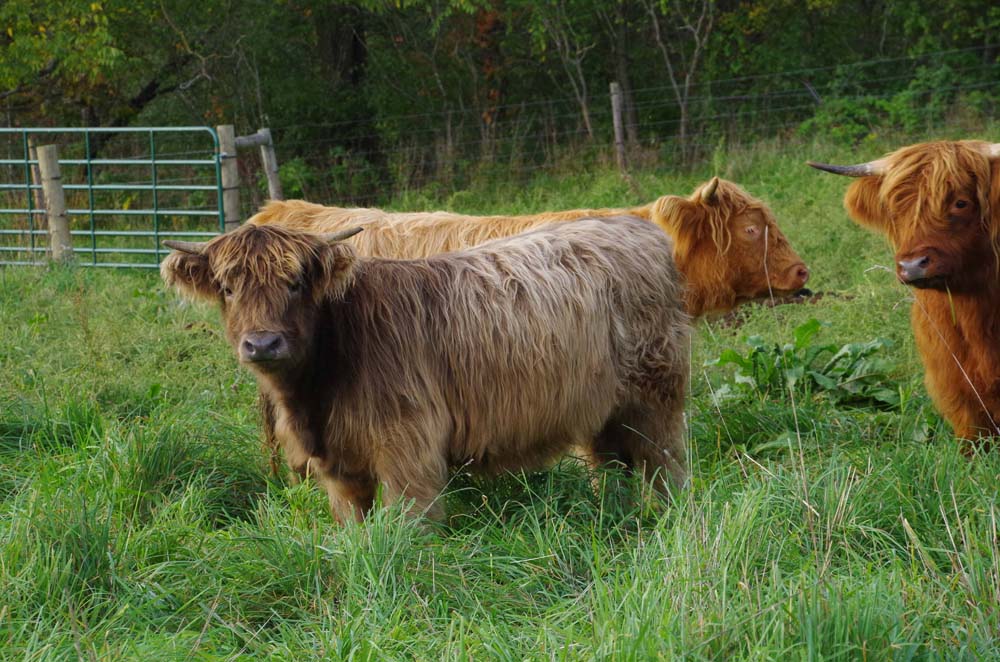 2015 Yearling Heifers | leawhitefarms