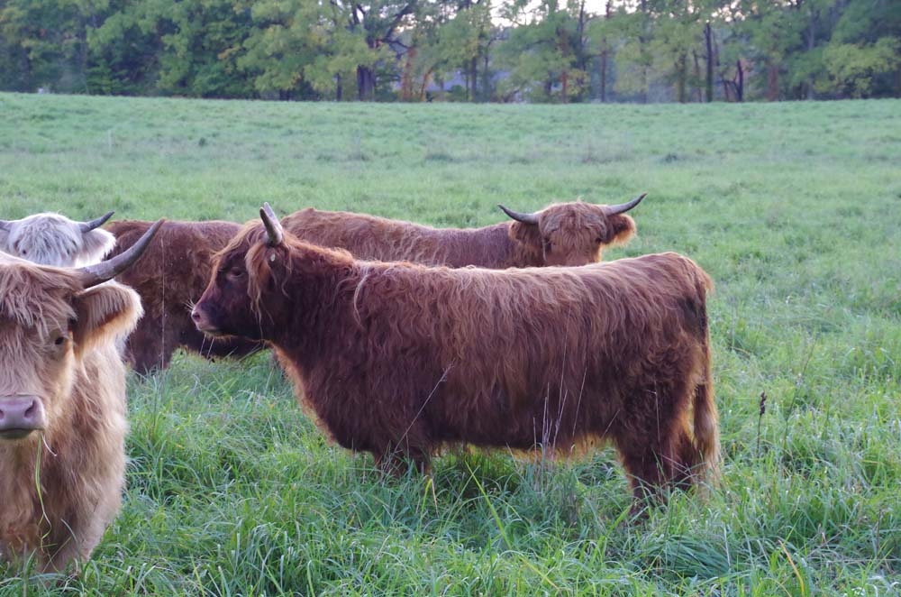 2015 Yearling Heifers | leawhitefarms