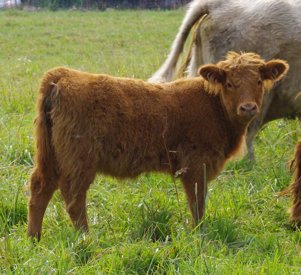 2015 Yearling Heifers | leawhitefarms