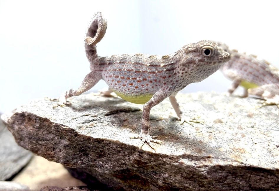 Shop Geckos | livingart