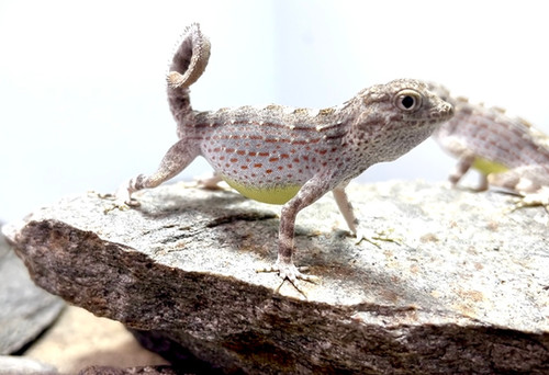 Scorpion tailed geckos (Pristurus carteri) | livingart