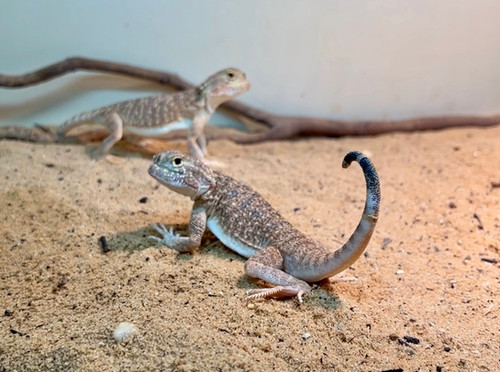 Toad Headed Agama (Phrynocephalus mystaceus galli) | livingart