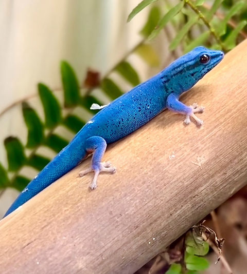 leopard gecko blue morph