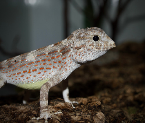 Scorpion tailed geckos (Pristurus carteri) | livingart