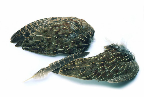 English Grey Partridge Wings | Northern Game