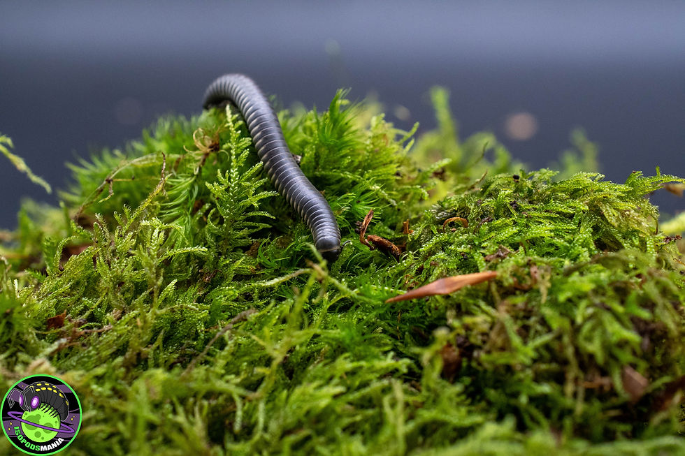 Iules | Isopods mania