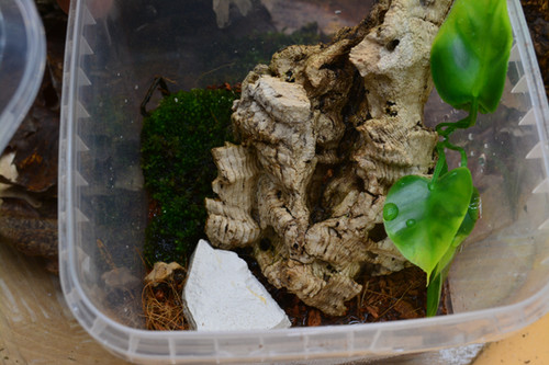 Kit Croissance Arachnides (Ideal Phidippus et Eresus) | Isopods mania