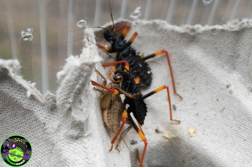 Psytalla horrida lot de 4 | Isopods mania