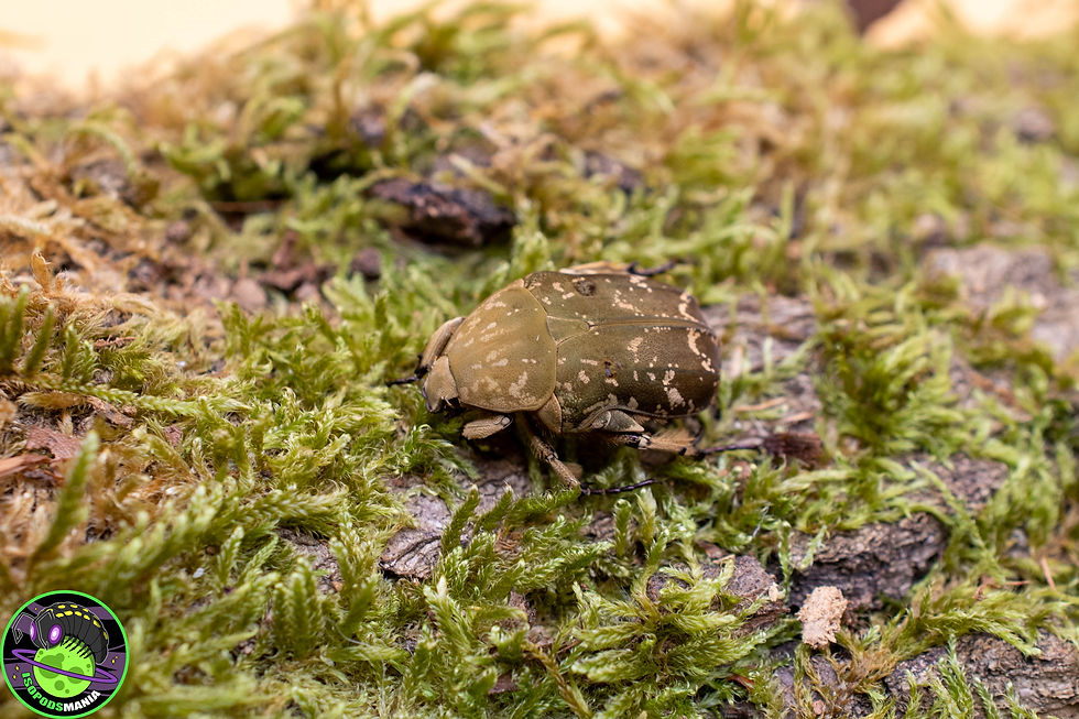 Isopods Mania | Vente en ligne d'Arthropode